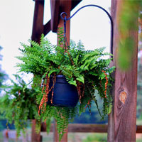 Keeping Barn Plants Alive – Our First Horse