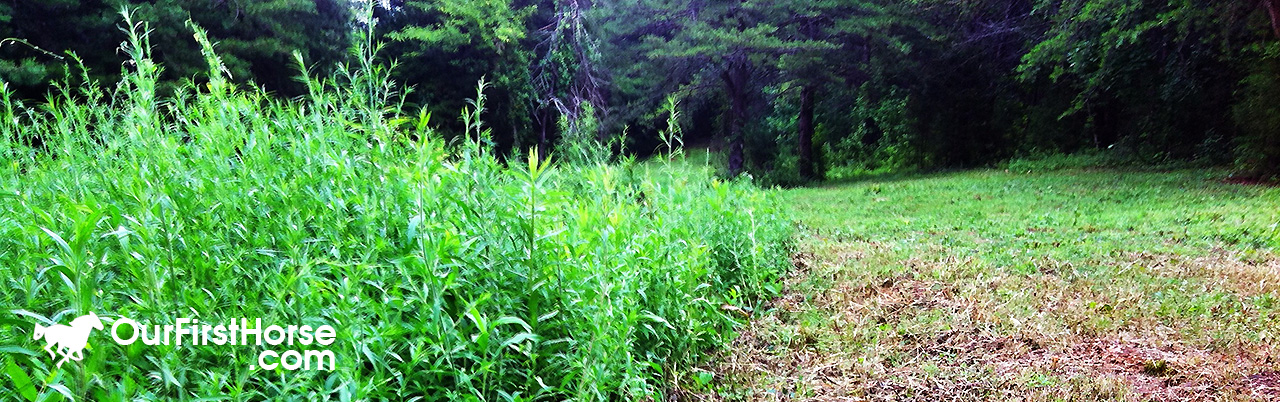 How bush hogging helps grass grow – Our First Horse