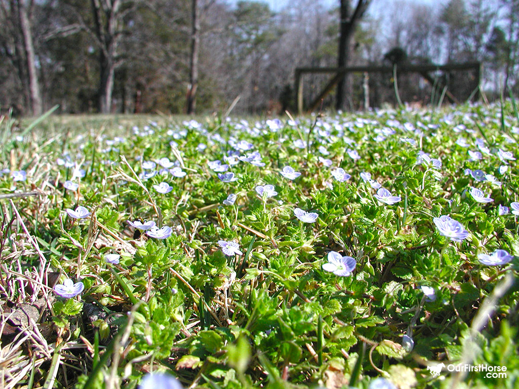 Carpenter Bees and other downsides to spring – Our First Horse