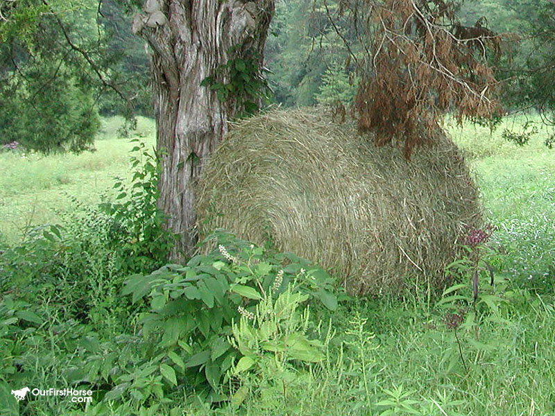 The round bale hay experiment – Part 1 – Our First Horse
